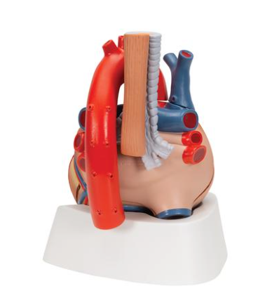 3B Scientific Heart, 7 part, Anatomical Model