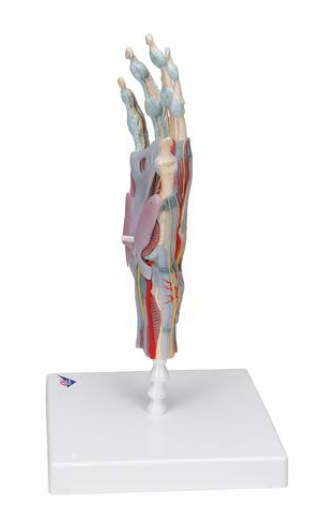 3B Scientific Hand Skeleton Model with Ligaments and Muscles