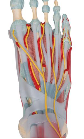 3B Scientific Foot Skeleton Model with Ligaments and Muscles