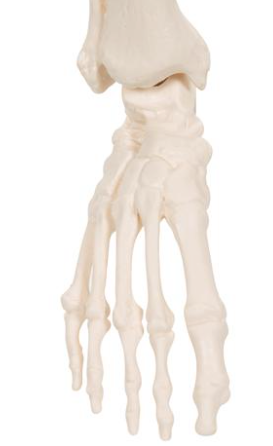 1000039 - Mini Skeleton - Shorty - mounted on a base