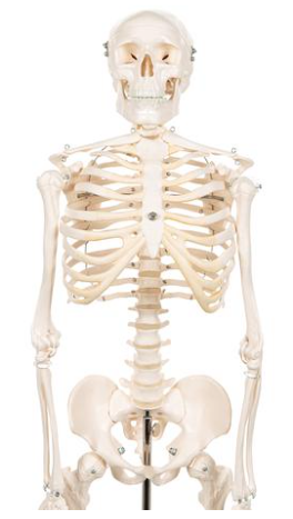 1000039 - Mini Skeleton - Shorty - mounted on a base