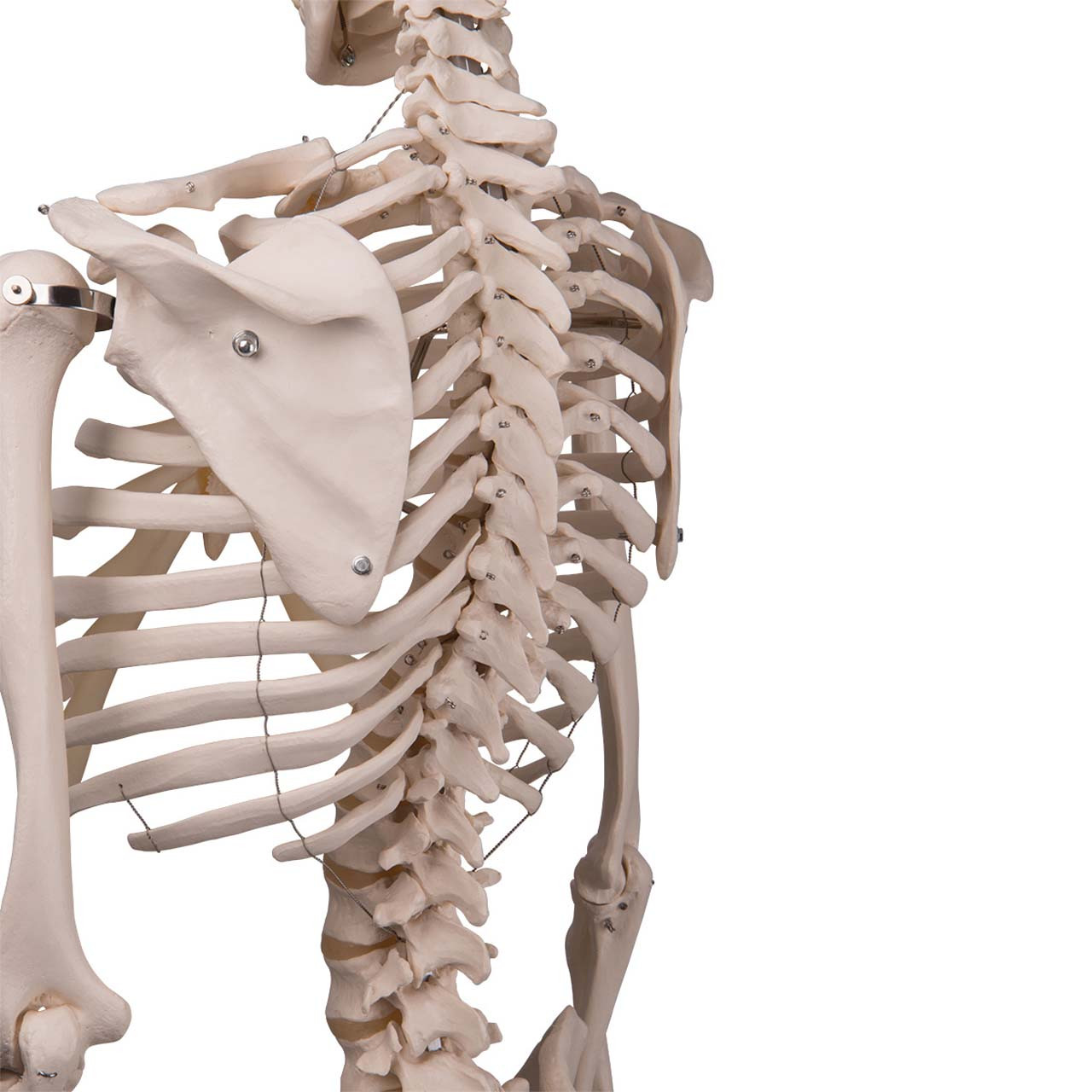 3B Scientific Skeleton Model - Stan