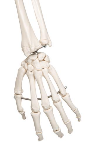 3B Scientific Skeleton Model - Stan
