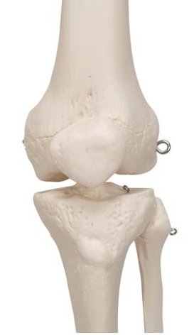 3B Scientific Skeleton Model - Stan
