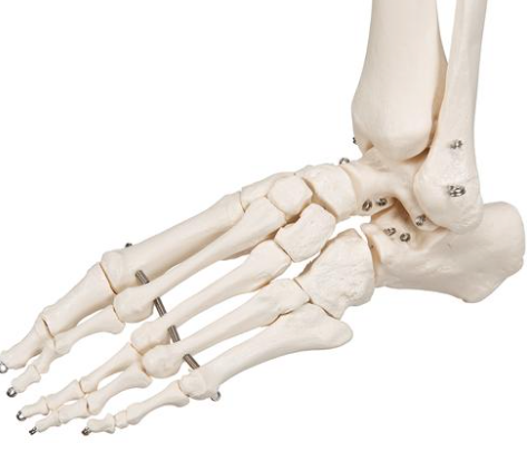 3B Scientific Skeleton Model - Stan