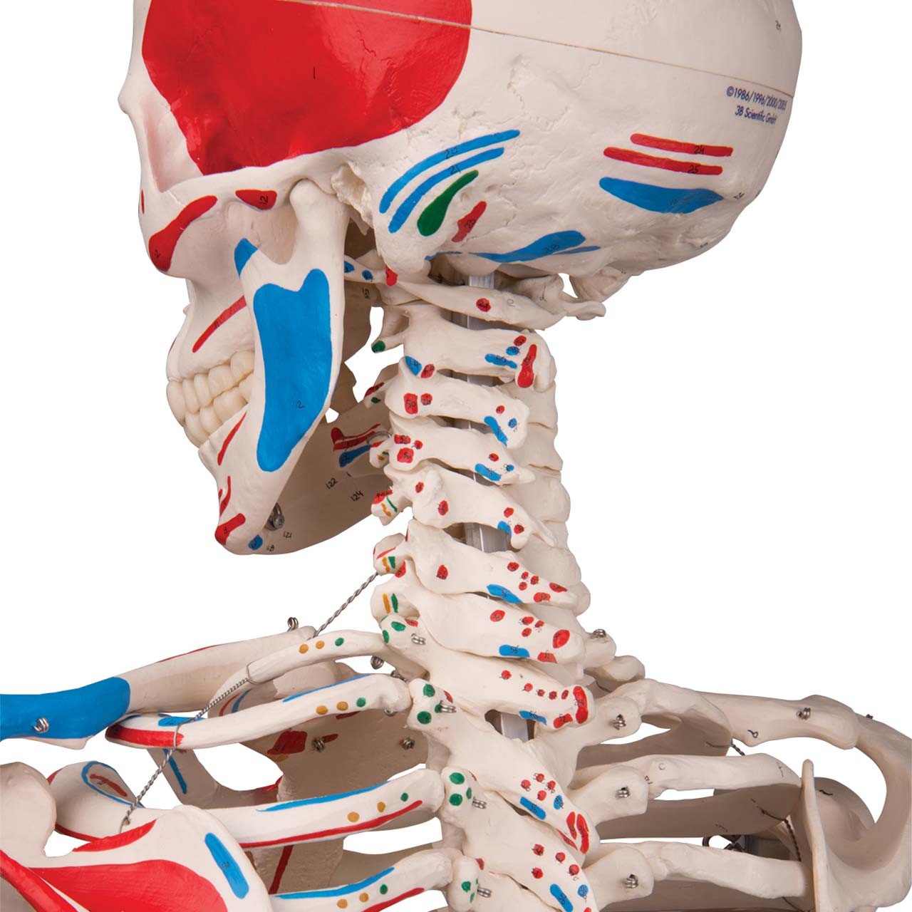 1020173 - Skeleton Model with Painted Muscle Origins and Inserts - Max
