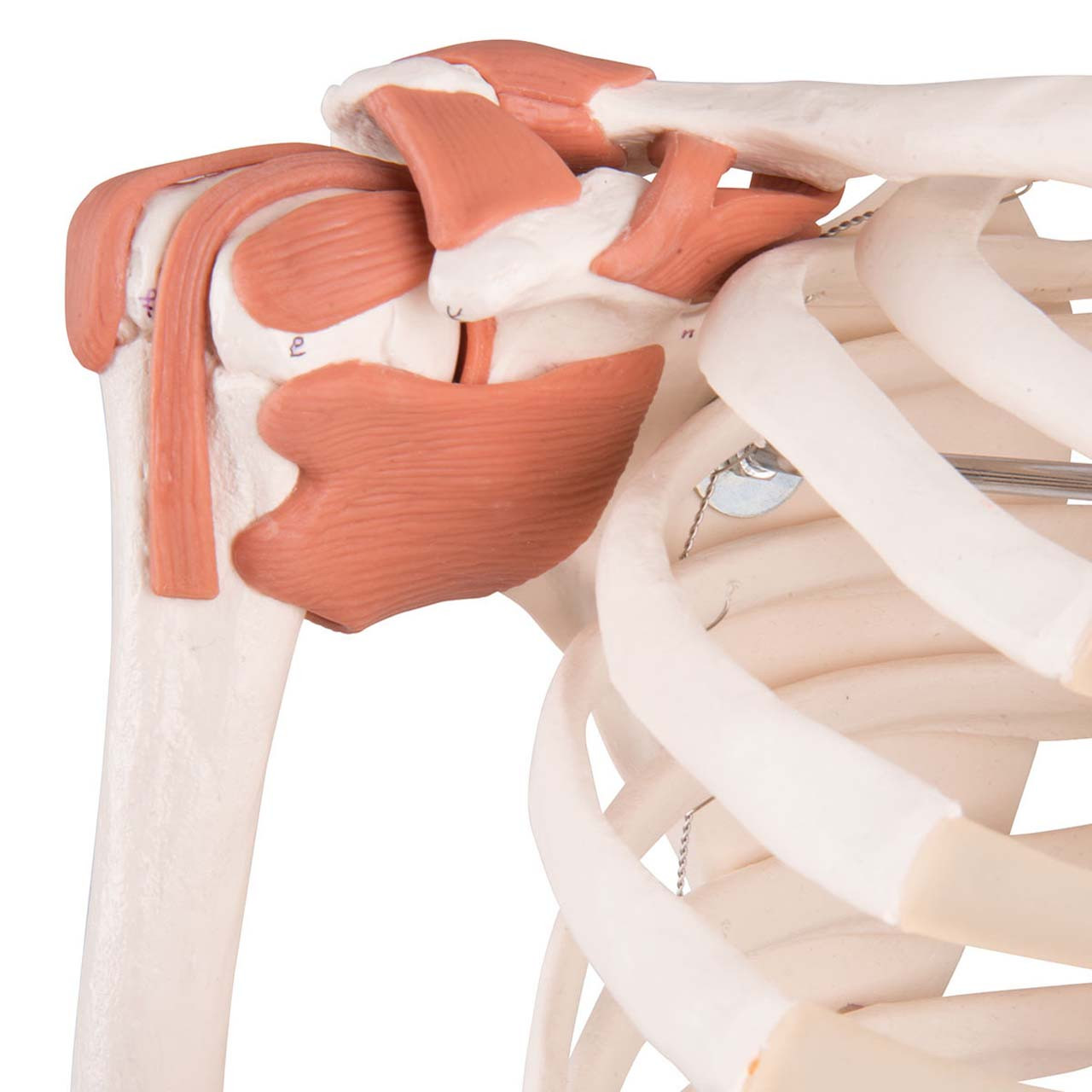 1020176 - Skeleton Model with Muscles and Ligaments - Sam