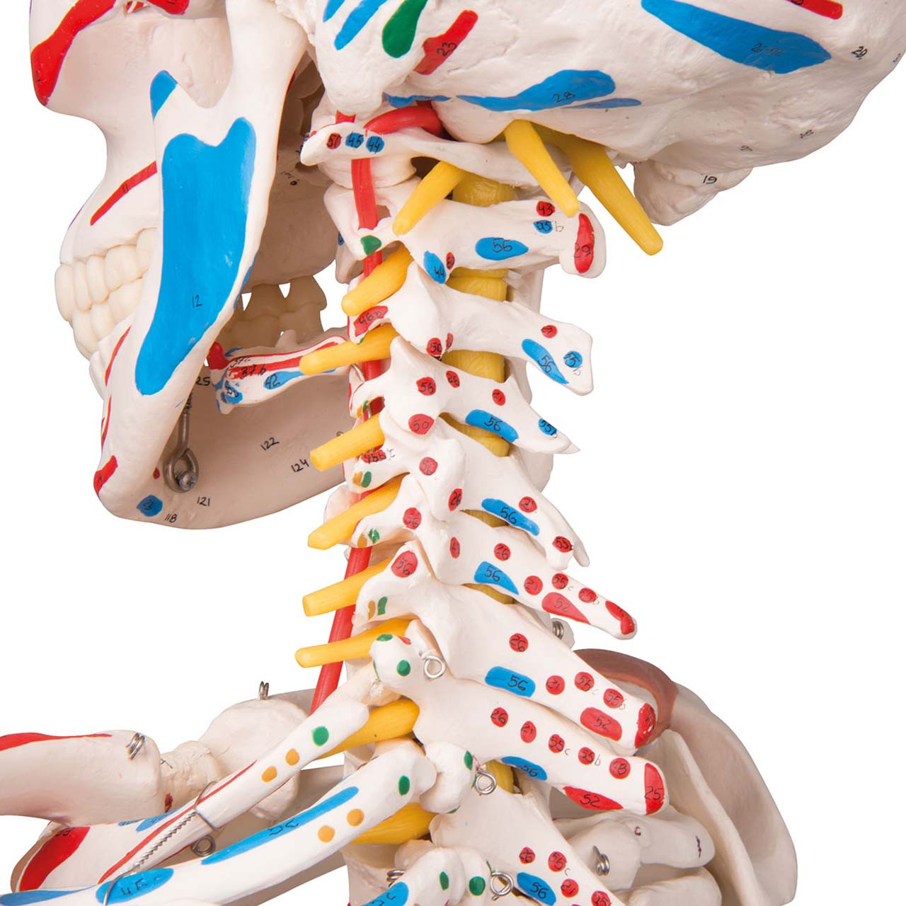 1020176 - Skeleton Model with Muscles and Ligaments - Sam