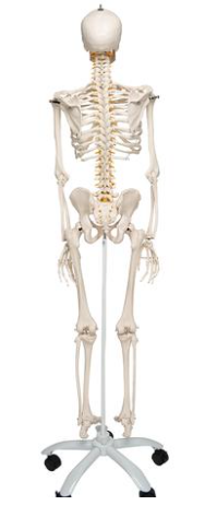 1020178 - Flexible Skeleton Model - Fred