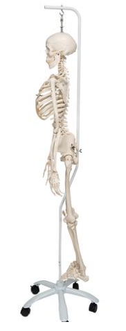 1020179 - Physiological Skeleton Model - Phil - Hanging Stand