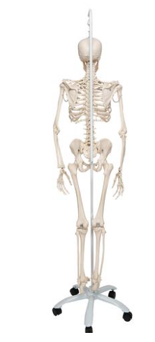 1020179 - Physiological Skeleton Model - Phil - Hanging Stand