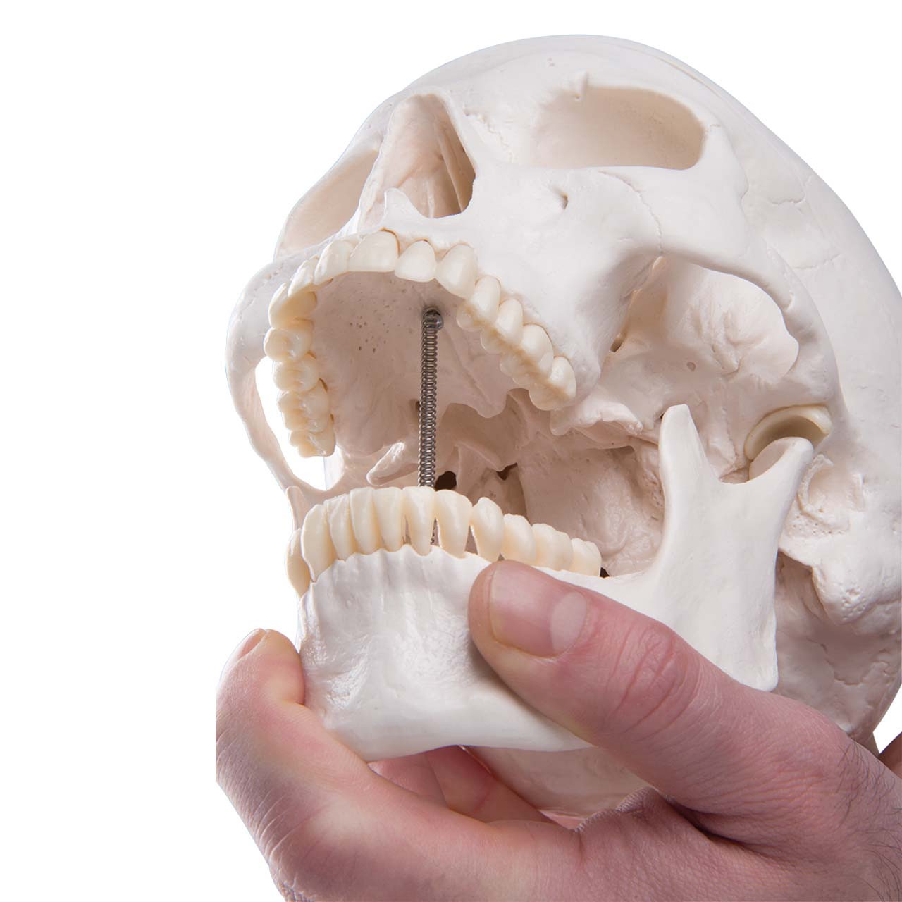 1020159 - Classic Human Skull Model, 3 part