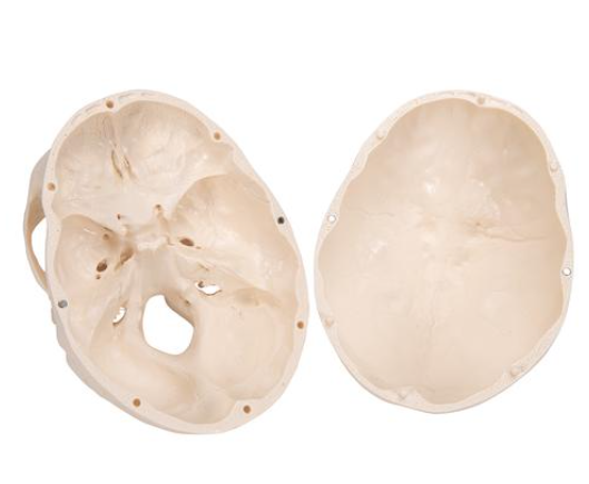 1020159 - Classic Human Skull Model, 3 part