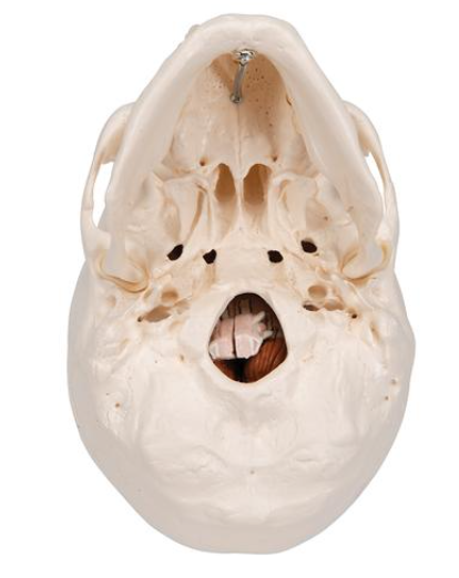 1020162 - Classic Human Skull Model with 8 part Brain