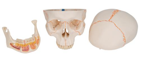1020166 - Classic Human Skull Model, with Opened Lower Jaw, 3 part