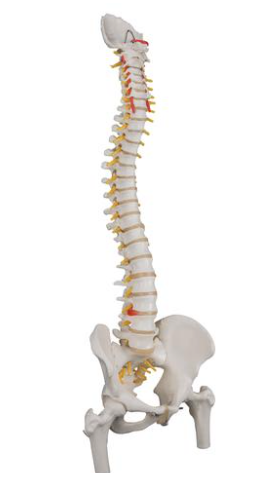 1000122 - Classic Flexible Spine Model with Femur Heads
