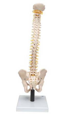 1008545 - Flexible Spine Model with Soft Intervertebral Discs