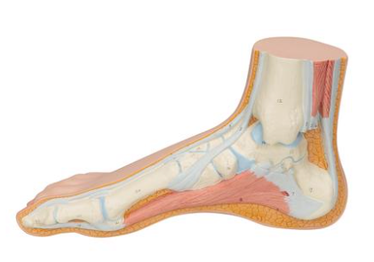 3B Scientific Anatomical Normal Foot, Anatomical Model