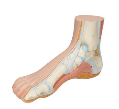 3B Scientific Anatomical Normal Foot, Anatomical Model