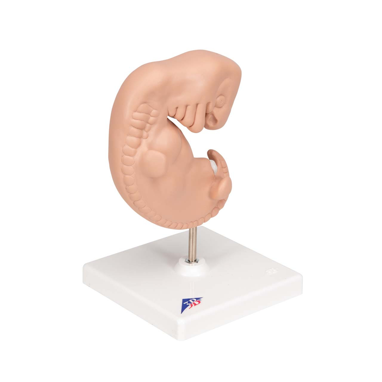 1014207 - Human Embryo Model - 25 Times Life Size