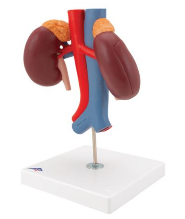 1000308 - Kidneys with Vessels - 2 Part