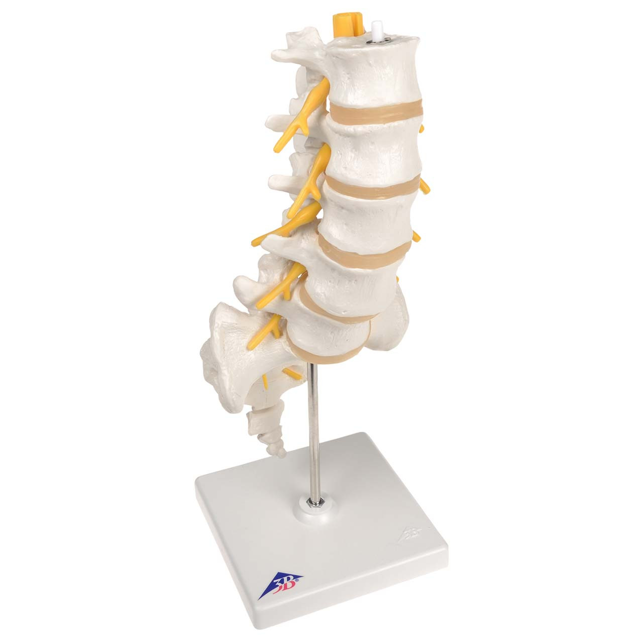 1000146 - Lumbar Spinal Column
