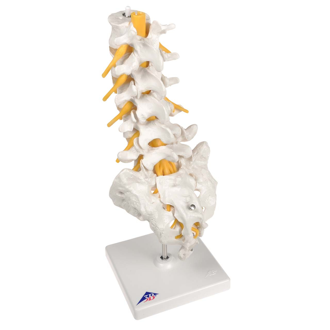 1000146 - Lumbar Spinal Column