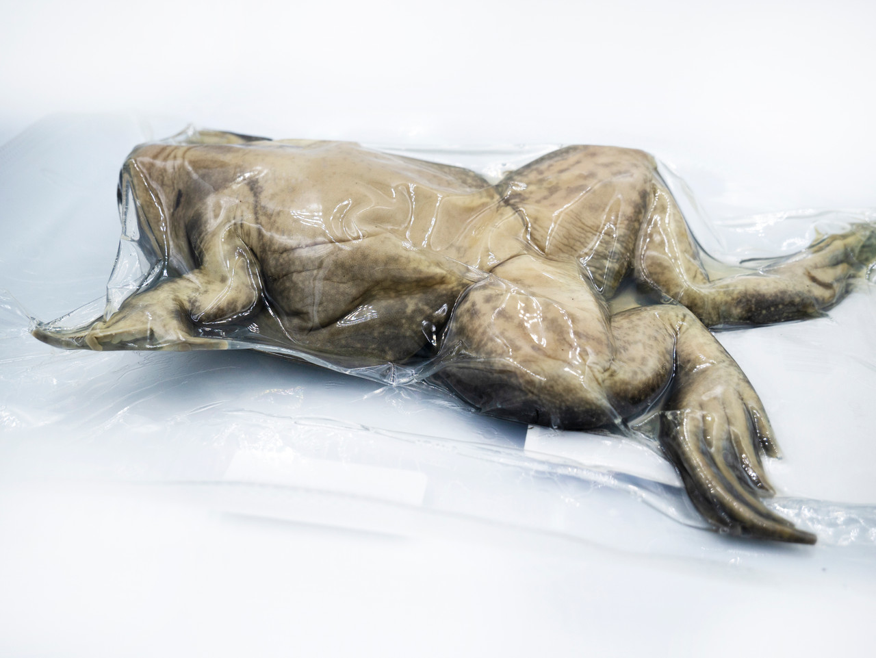 Frog, Plain, Preserved, Perfect Solution - Southern Biological