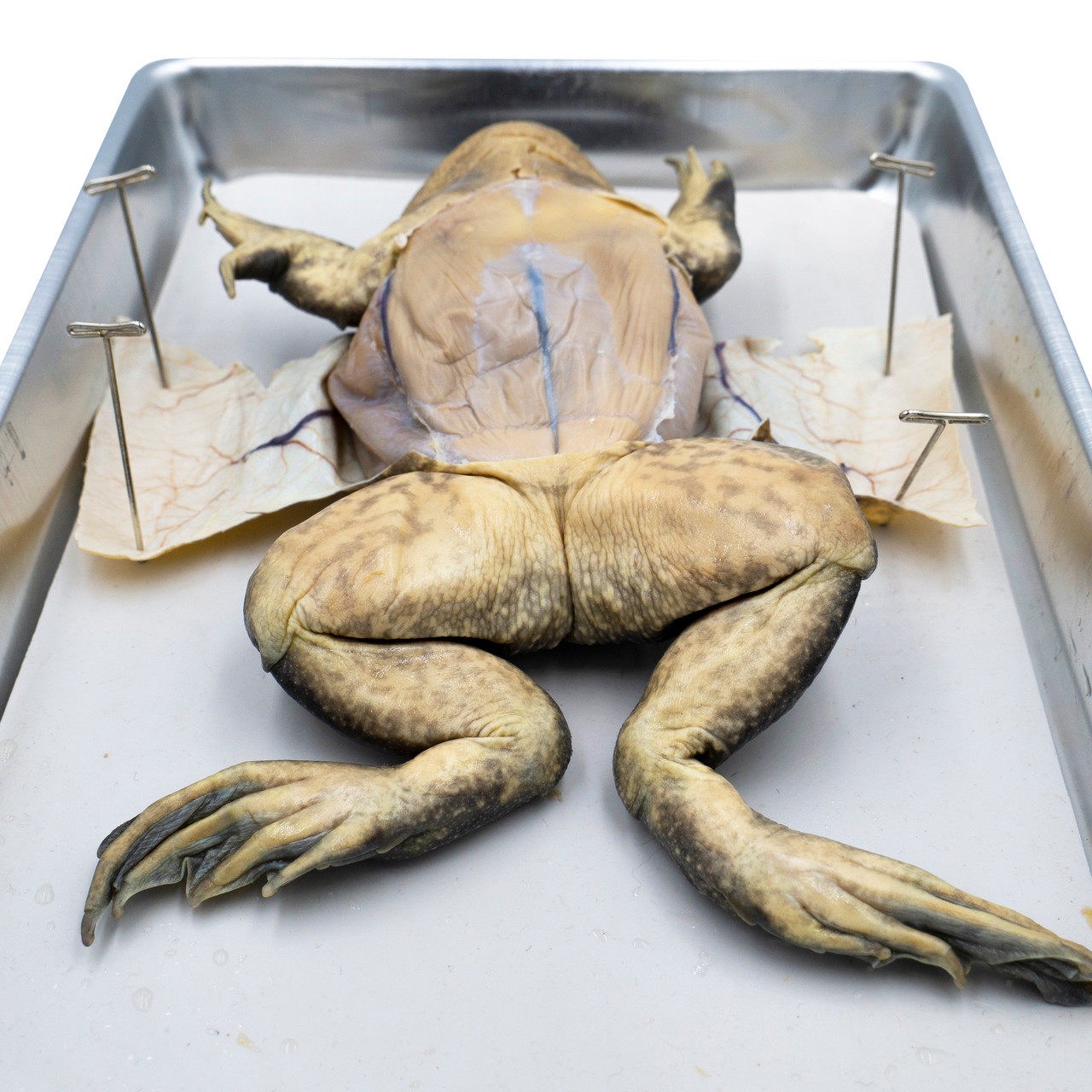 Frog, Plain, Preserved, Perfect Solution - Southern Biological