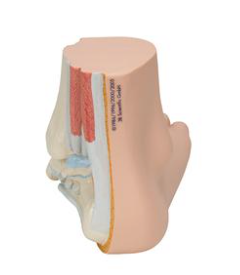 1000355 3B Scientific Anatomical Flat Foot Model