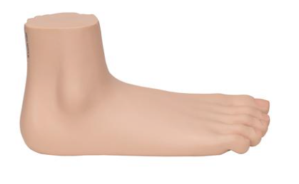 1000355 3B Scientific Anatomical Flat Foot Model
