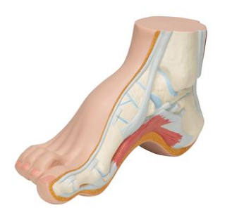 Anatomical Hollow Foot