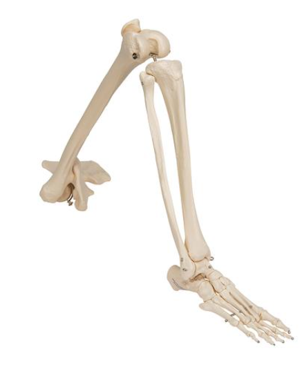 3B Scientific Anatomical Leg Skeleton with Hip Bone - Southern Biological
