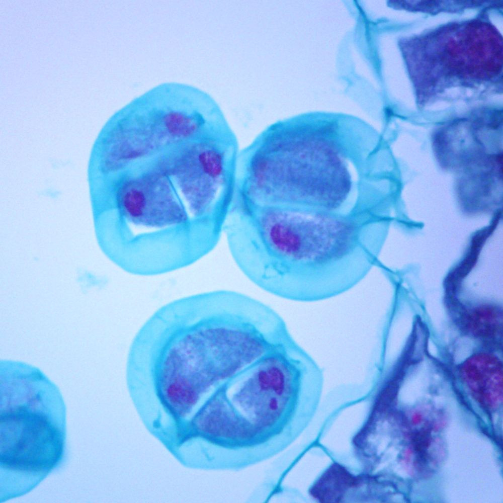 Basic Meiosis Slide Set - Southern Biological