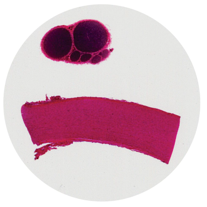Mammal Peripheral Nerve, c.s. and l.s. 10 µm, H&E Microscope Slide ...