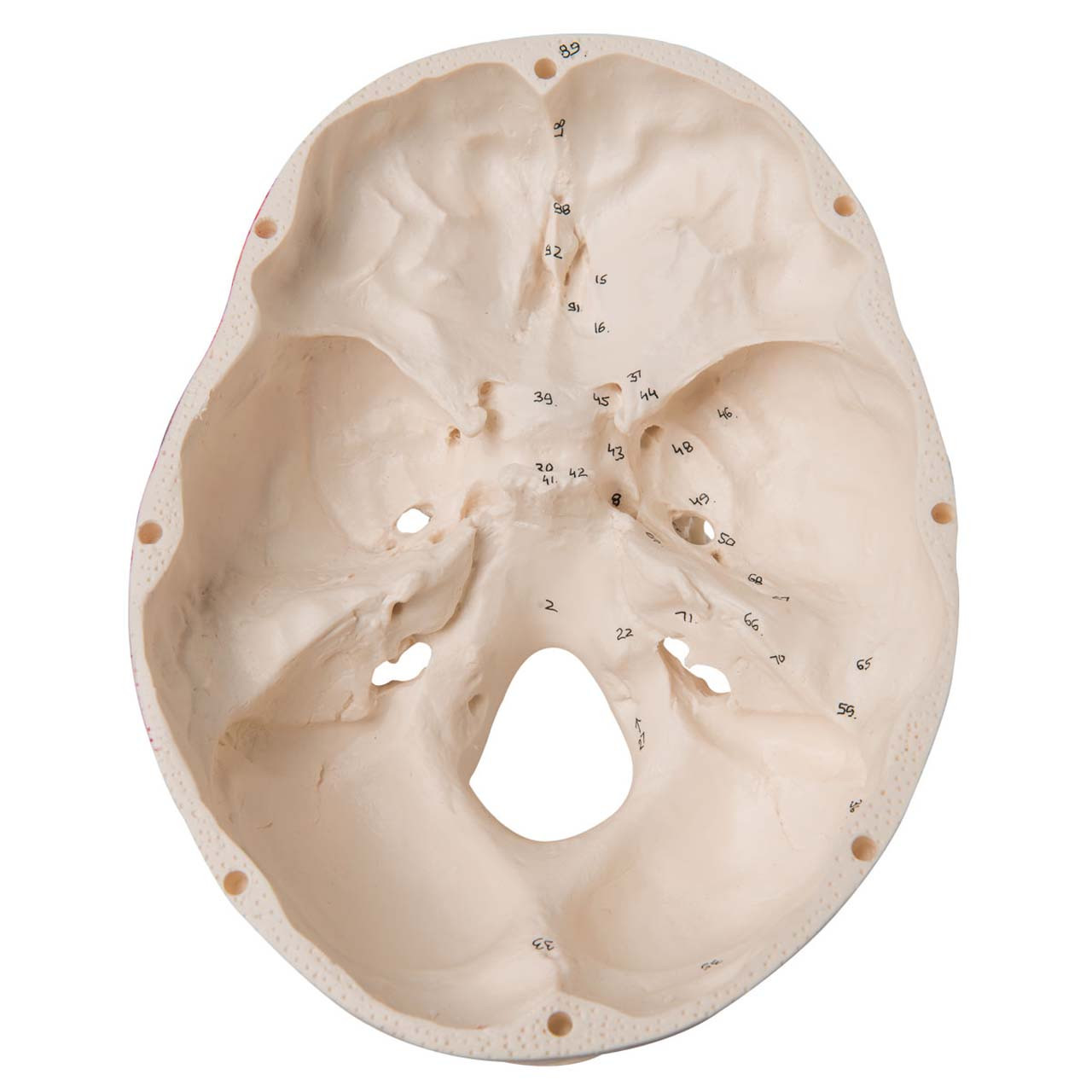 Osteopathic Skull Model, 22 part, didactical version - Southern Biological