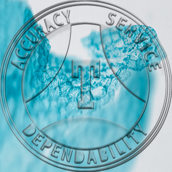 Fern prothallium; anth & arch on separate prothallia - Southern Biological