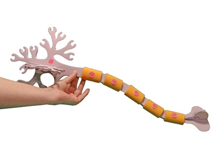 Neuron Modelling Kit© - Southern Biological