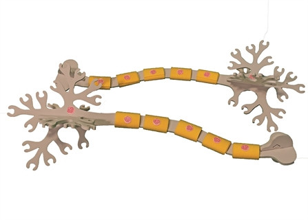 Neuron Modelling Kit© - Southern Biological