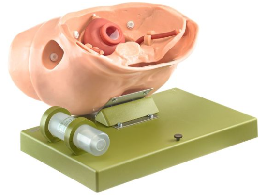 Bladder Phantom for Endoscopy