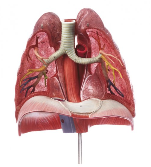 hs8/1 Somso Topography of the Viscera of the Thorax