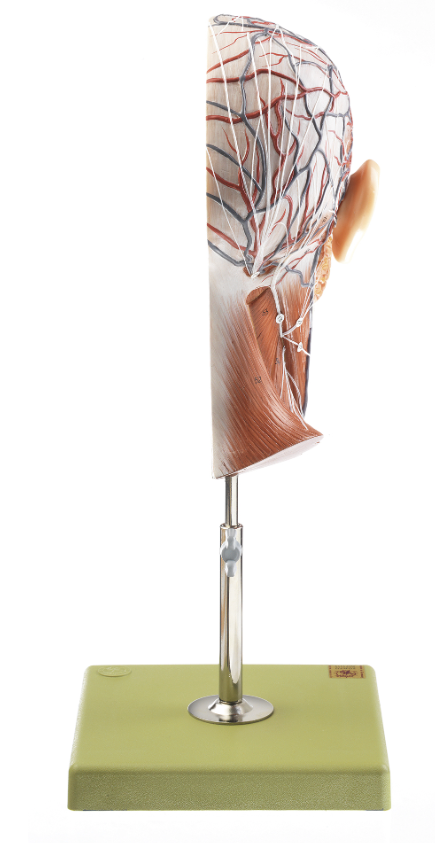 Somso Base of the Head, Anatomical Model