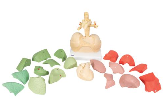 3B Segmented Lung Model, 20 Parts - Southern Biological
