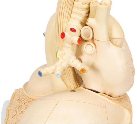 3B Segmented Lung Model, 20 Parts - Southern Biological
