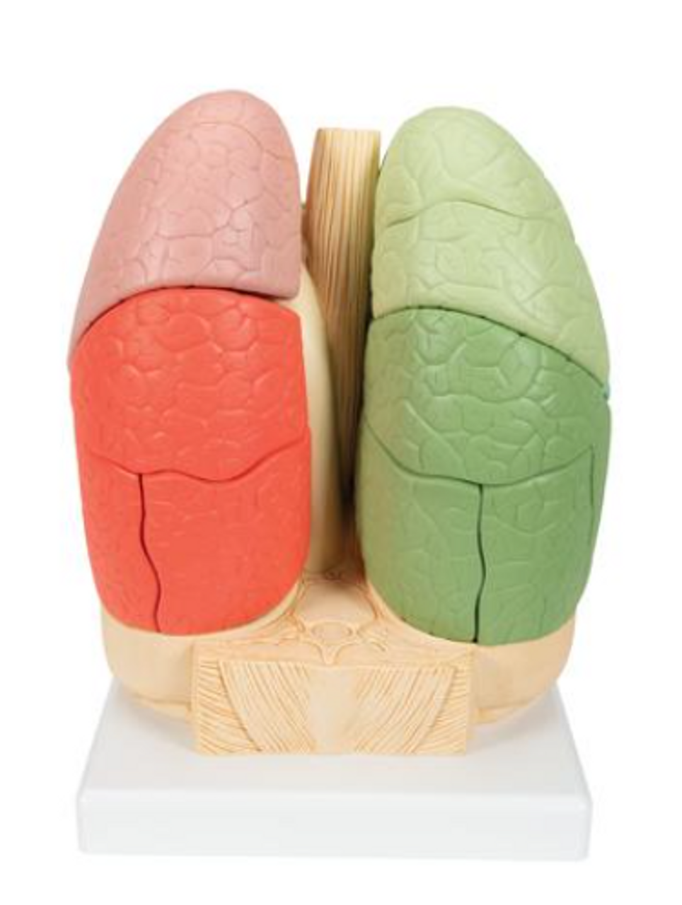 3b Segmented Lung Model 20 Parts Southern Biological