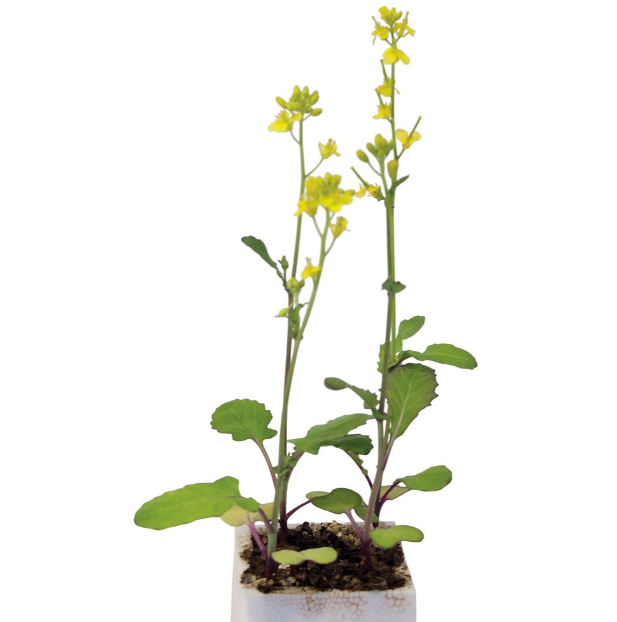 Fast Plants Yellow-Green Leaf (Large) 200 pack