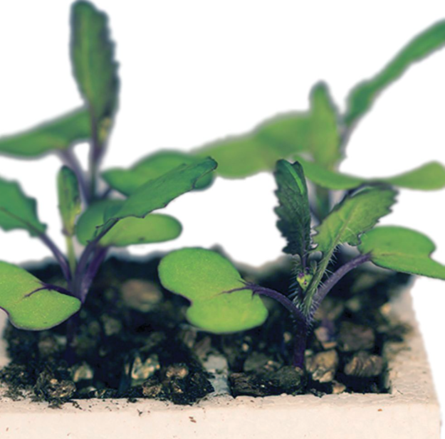 Fast Plants Yellow-Green Leaf (Small) 50 pack