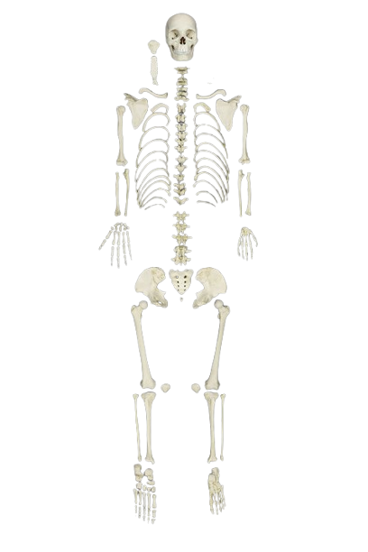 Human Female Asian Skeleton, Disarticulated - Southern Biological