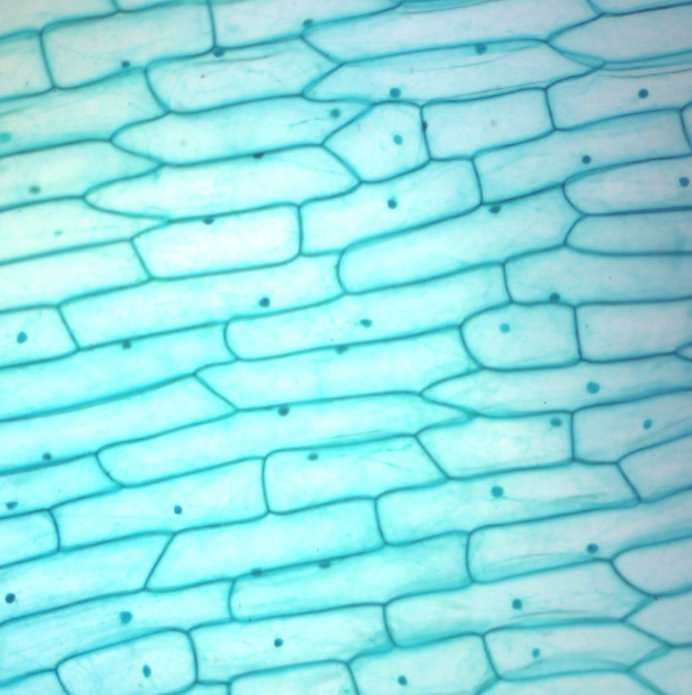 Typical Animal and Plant Cells Microscope Slide Student Set