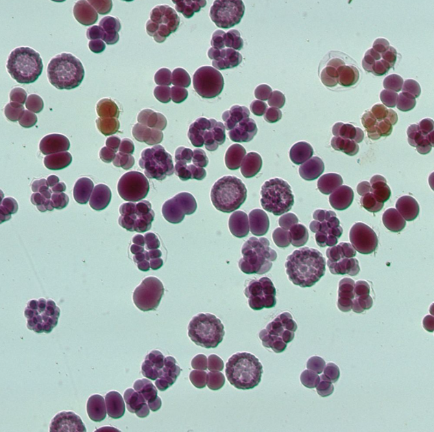 Biology Microscope Slide Set